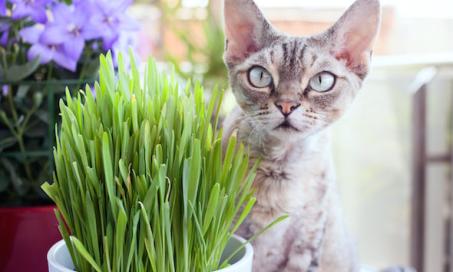 Five Types of Grass to Buy or Grow for Your Cat | PetMD