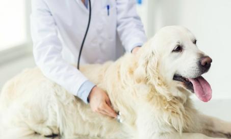 NSAIDs for Dogs | PetMD