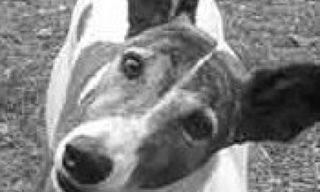 How To Know If Your Pet Needs A Necropsy (And What's A Necropsy Anyway ...