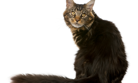 Blood in Cat Stool | PetMD