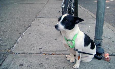 Can A Dog Survive Electrocution