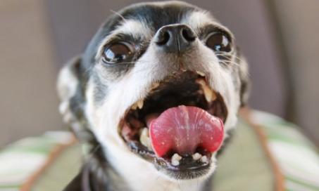 Are You Allergic to Dog Saliva? | PetMD