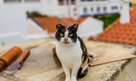 Cat's Third Eyelid Showing & Other Cat Eye Injuries | PetMD