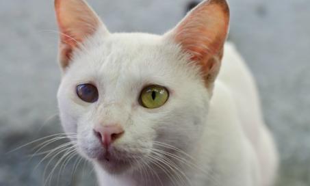 Causes of Sudden Aggression in Cats | PetMD