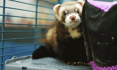 How to Train a Ferret | PetMD