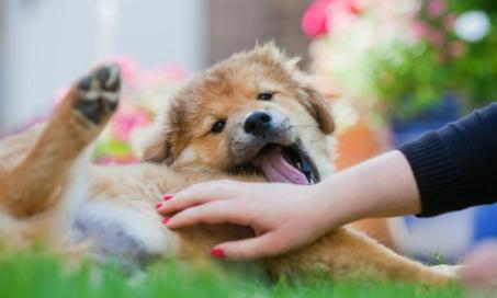 Subcutaneous Fluids for Pets 101 | PetMD
