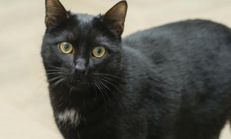 Subcutaneous Fluids for Pets 101 | PetMD