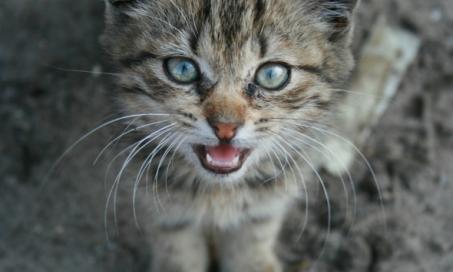 Subcutaneous Fluids for Pets 101 | PetMD