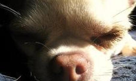 Are Animals Affected by Migraine Headaches Like People Are | PetMD