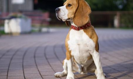 High Blood Pressure in Dogs | PetMD