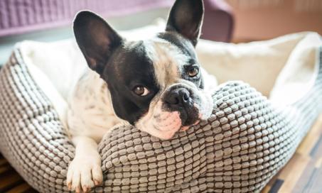 How Do Dogs Find Their Way Home? | PetMD