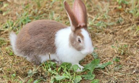 Eye Inflammation in Rabbits | PetMD