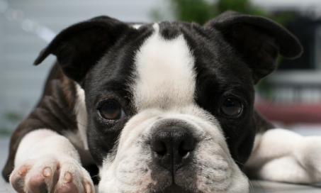 Degeneration of the Iris in the Eye in Dogs / Iris Atrophy | PetMD