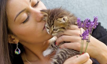 How to Socialize a Kitten With New People | PetMD