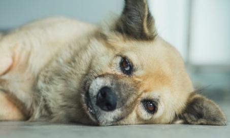 Drug Poisoning in Dogs | PetMD