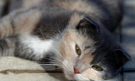5 Rare Cat Diseases | PetMD