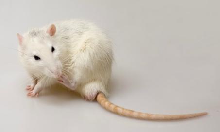 Mite Infestation in Hamsters | PetMD