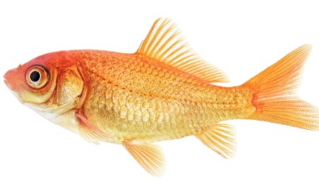 Viral Infection (Lymphocystis) in Fish | PetMD