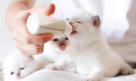 Complete Guide to Feeding Kittens | PetMD