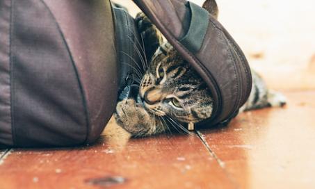 Why Do Cats Knock Things Over? | Why Do Cats Knock Things Off Tables ...