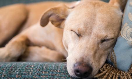 What Can Cause A Dog To Wheeze