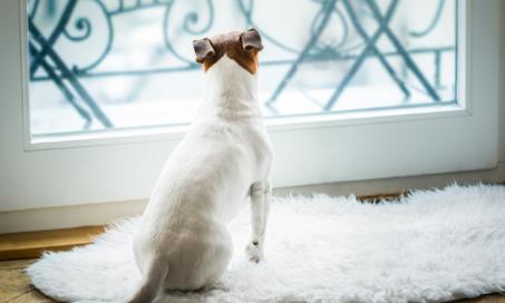 Do Dogs Have a Sixth Sense That Helps Them Read Your Mood? | PetMD