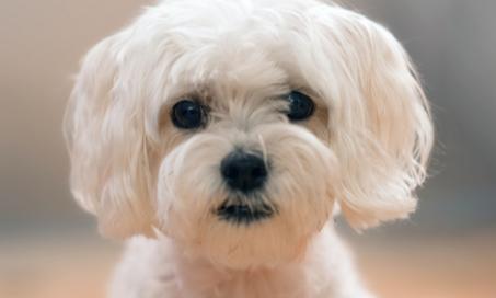 Shaking Puppy Syndrome | PetMD