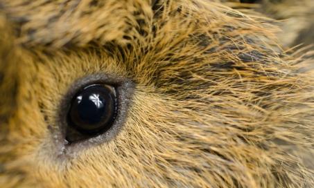 Treating Pink Eye in Cows | How Pink Eye is Treated in Cattle | PetMD