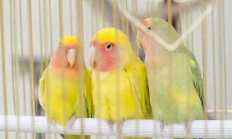 Cancers and Tumors in Birds | PetMD
