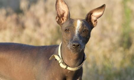 Low Blood Calcium in Dogs | PetMD