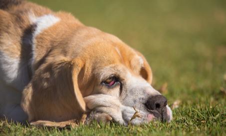 Eye Ulcer in Dogs | PetMD
