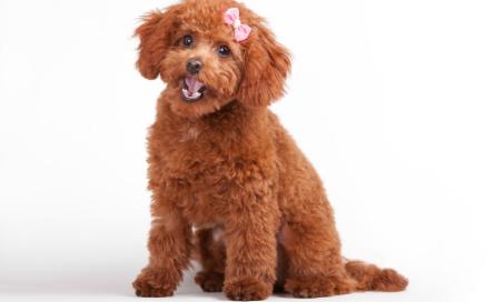 Retained Placenta in Dogs - Retained Placenta | PetMD