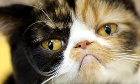 Why Does My Cat Ignore Me? | PetMD