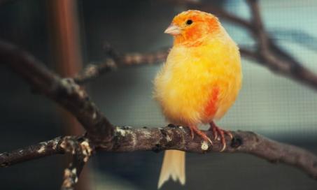 Parasitic Feather Mites in Birds | PetMD