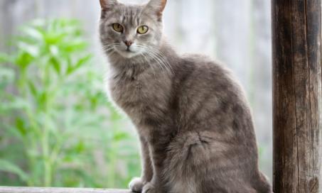 Skin Infections in Cats | PetMD