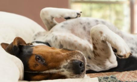 Shock in Dogs | PetMD