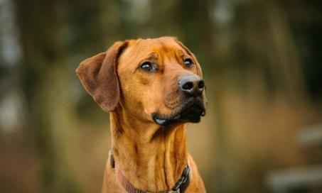 Shock in Dogs | PetMD