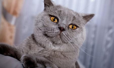 What Causes a Cat to Smell Bad | Why Does My Cat Smell Bad | PetMD