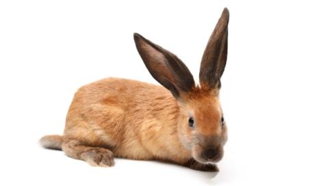 Pododermatitis in Rabbits | PetMD