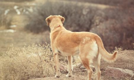 Spinal Cord Development Disorders in Dogs | PetMD