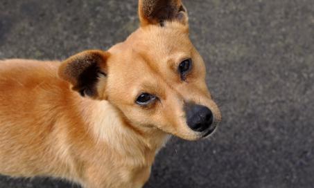 Dog Breeds Prone to Ear Infections | PetMD