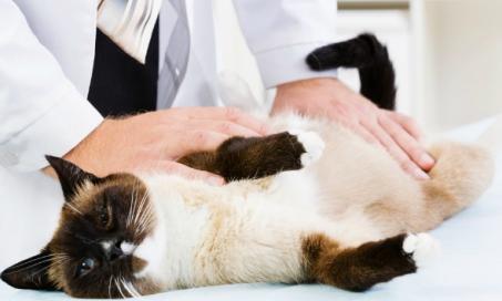 Shoulder Joint Ligament and Tendon Conditions in Cats | PetMD