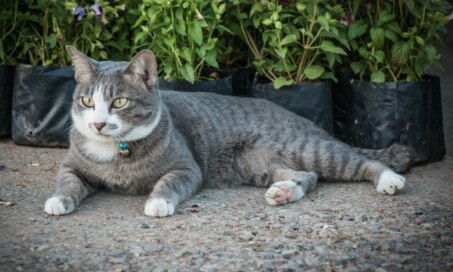 Vaginal Discharge in Cats | PetMD