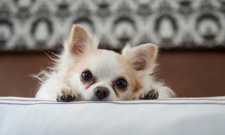 Lead Poisoning in Dogs | PetMD