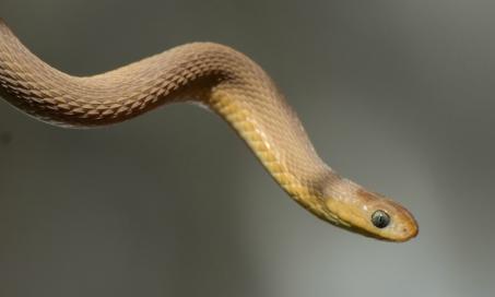 Pet Snakes That Stay Small | PetMD