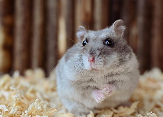 Hamsters | PetMD