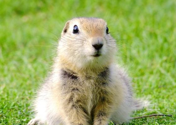 Prairie Dogs | PetMD