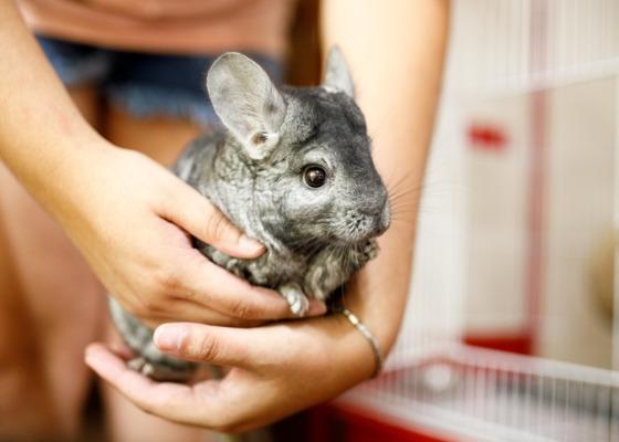 Chinchilla | PetMD