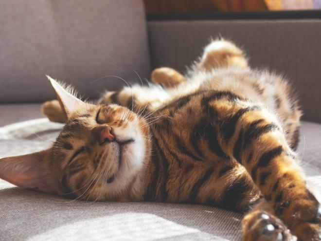Adult Cats | PetMD