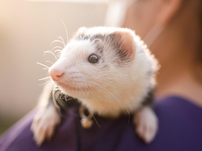 Ferrets - Page 5 | PetMD